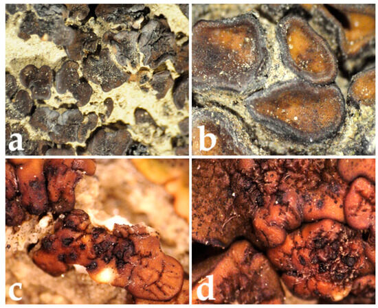 Phytochemical Analysis and Antioxidant, Antimicrobial, and Antibiofilm ...