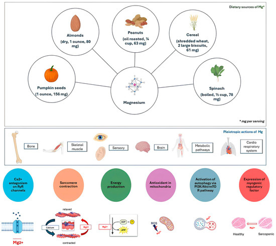 Role of Magnesium in Skeletal Muscle Health and Neuromuscular Diseases ...