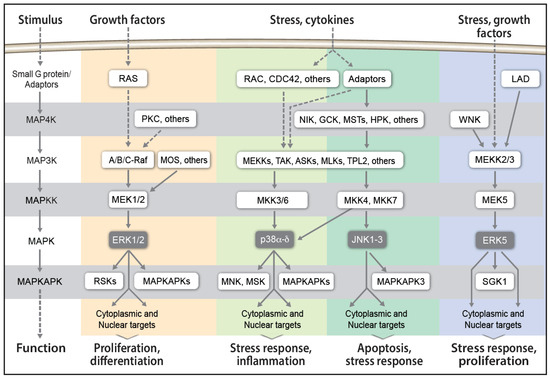 Special Issue: MAPK Signaling Cascades in Human Health and Diseases
