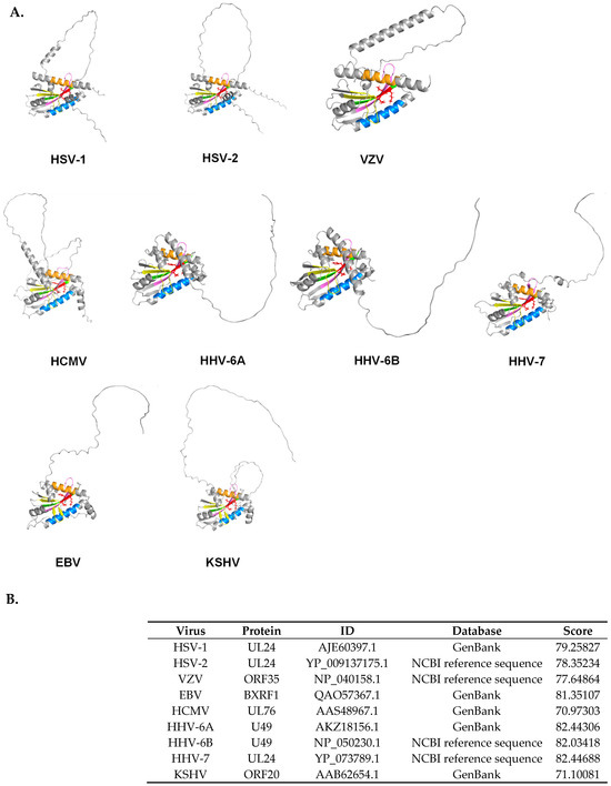 Comparative Review of the Conserved UL24 Protein Family in Herpesviruses