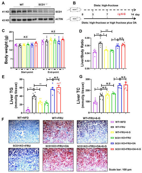 6-Gingerol Inhibits De Novo Lipogenesis by Targeting Stearoyl-CoA ...