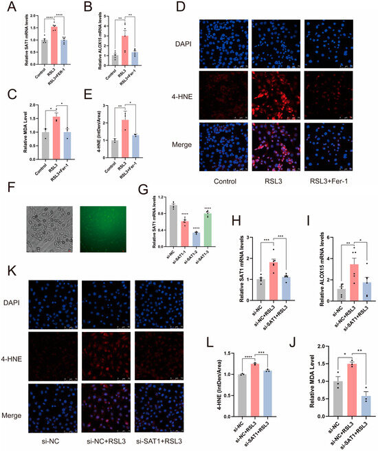 SAT1/ALOX15 Signaling Pathway Is Involved in Ferroptosis After Skeletal ...