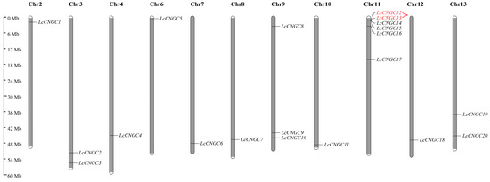 Genome-Wide Identification of the Cyclic Nucleotide-Gated Ion Channel ...