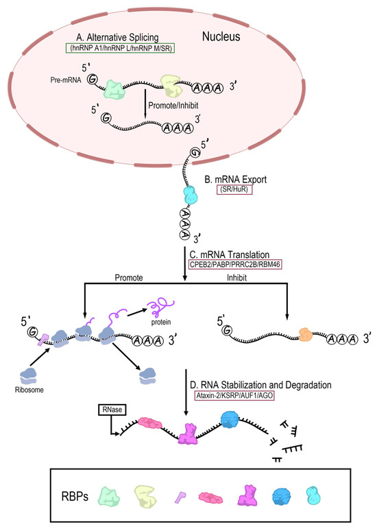 Insights into the Mode and Mechanism of Interactions Between RNA and RNA-Binding Proteins