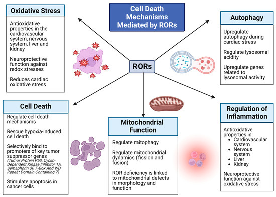 The Role of Retinoic-Acid-Related Orphan Receptor (RORs) in Cellular ...