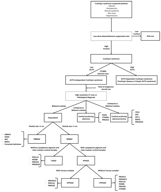 Molecular and Genetics Perspectives on Primary Adrenocortical ...
