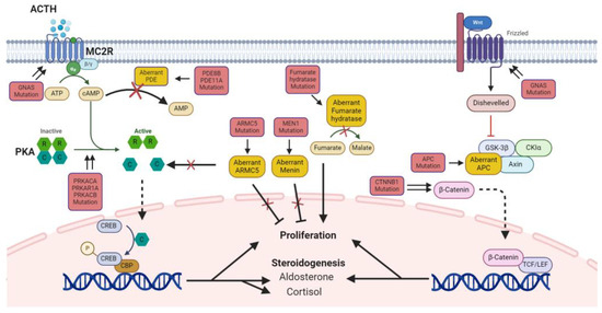 Molecular and Genetics Perspectives on Primary Adrenocortical ...