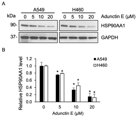 Adunctin E from Conamomum rubidum Induces Apoptosis in Lung Cancer via ...
