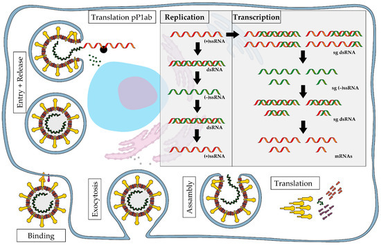 Detection of Double-Stranded RNA Intermediates During SARS-CoV-2 ...