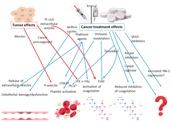 The Basic Principles of Pathophysiology of Venous Thrombosis