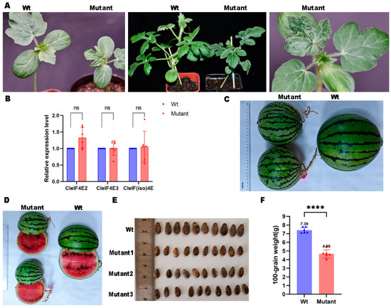 Editing eIF4E in the Watermelon Genome Using CRISPR/Cas9 Technology ...
