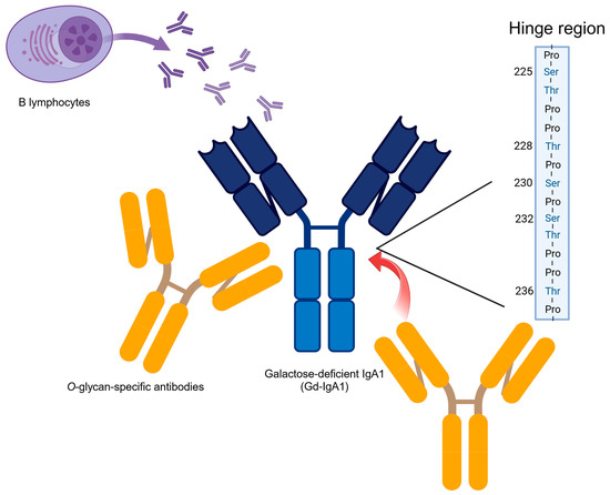 Lessons from IgA Nephropathy Models