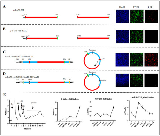 Rolling-Translated circRUNX2.2 Promotes Lymphoma Cell Proliferation and ...