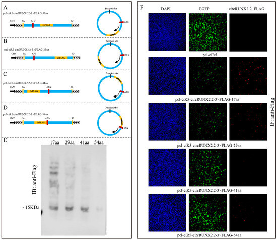 Rolling-Translated circRUNX2.2 Promotes Lymphoma Cell Proliferation and ...