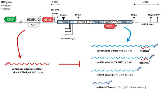Regulation of HTT mRNA Biogenesis: The Norm and Pathology
