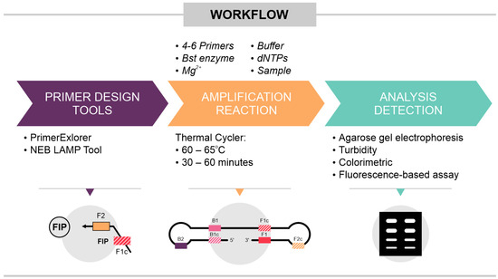Advancements in LAMP-Based Diagnostics: Emerging Techniques and ...