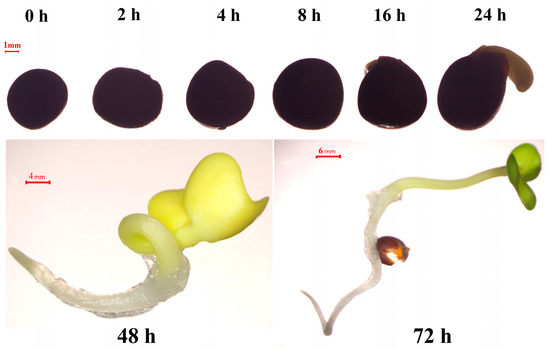 Roles of Germin-like Protein Family in Response to Seed Germination and ...