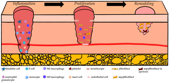 An Update on Molecular Mechanisms of Scarring—A Narrative Review