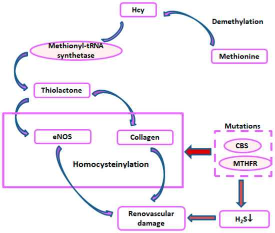 Epigenetic DNA Methylation and Protein Homocysteinylation: Key Players ...
