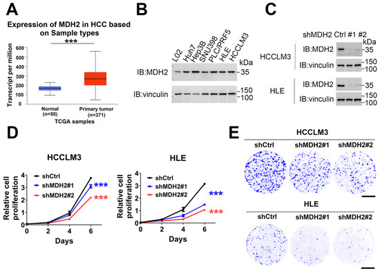 MDH2 Promotes Hepatocellular Carcinoma Growth Through Ferroptosis ...