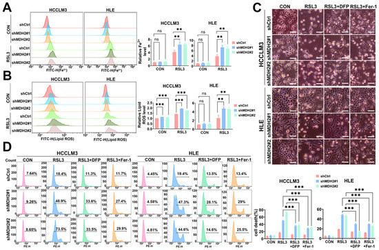 MDH2 Promotes Hepatocellular Carcinoma Growth Through Ferroptosis ...
