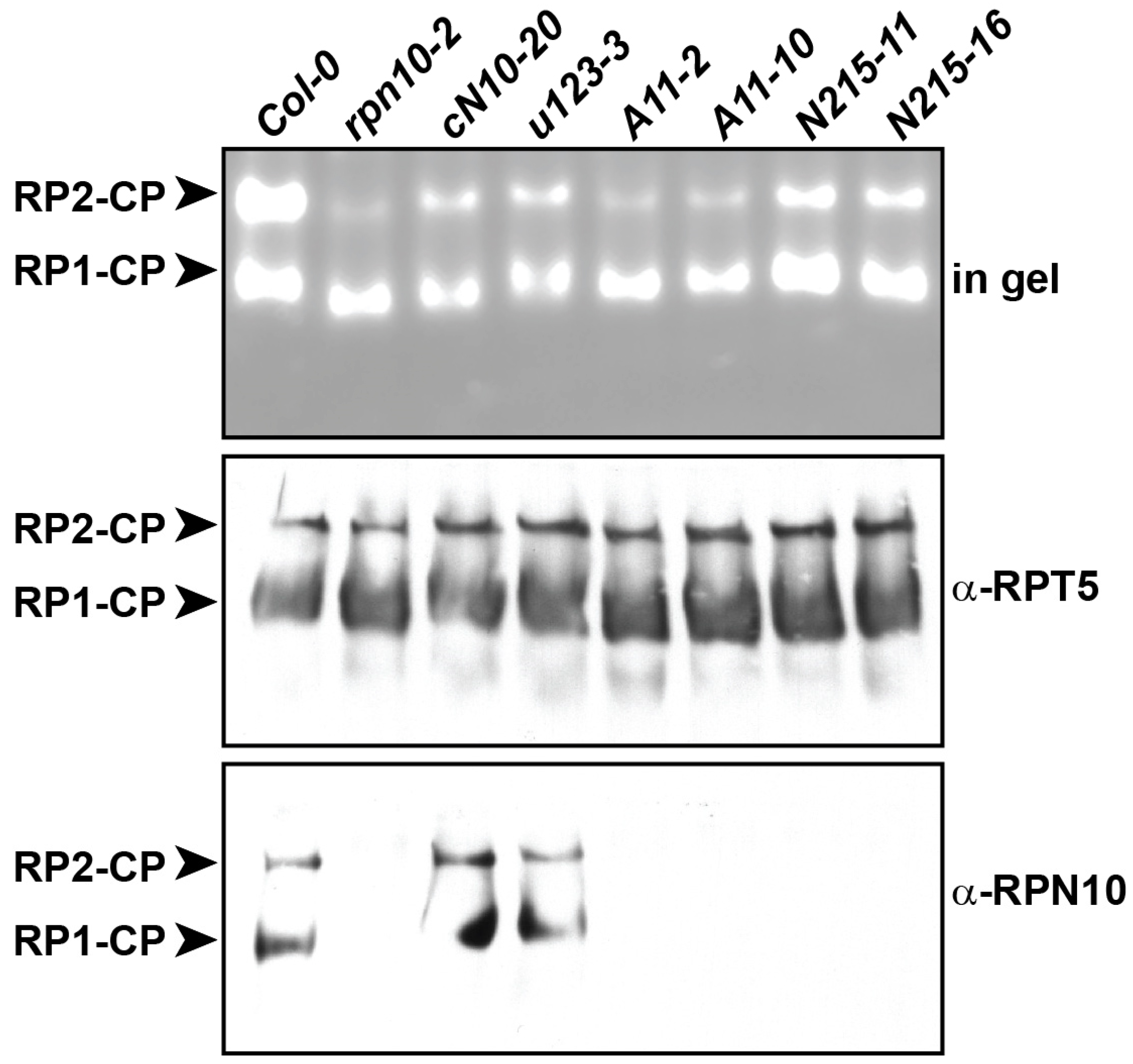 The Structural Role of RPN10 in the 26S Proteasome and an RPN2-Binding ...