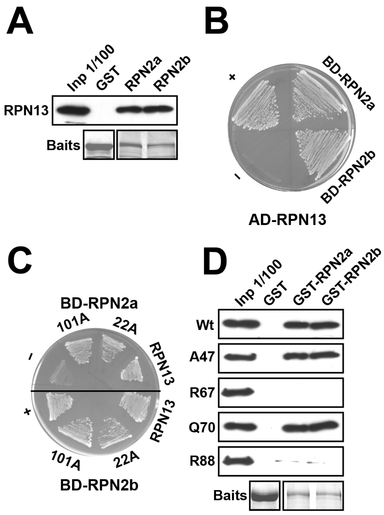 The Structural Role of RPN10 in the 26S Proteasome and an RPN2-Binding ...