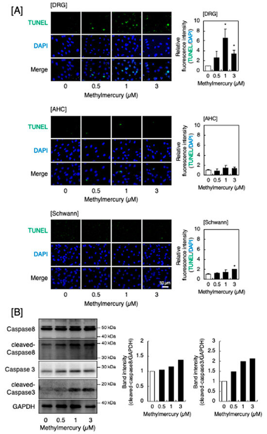 Mechanisms Underlying Sensory Nerve-Predominant Damage by Methylmercury ...
