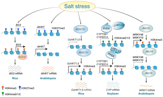 Insights into the Epigenetic Basis of Plant Salt Tolerance
