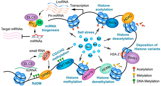 Insights into the Epigenetic Basis of Plant Salt Tolerance