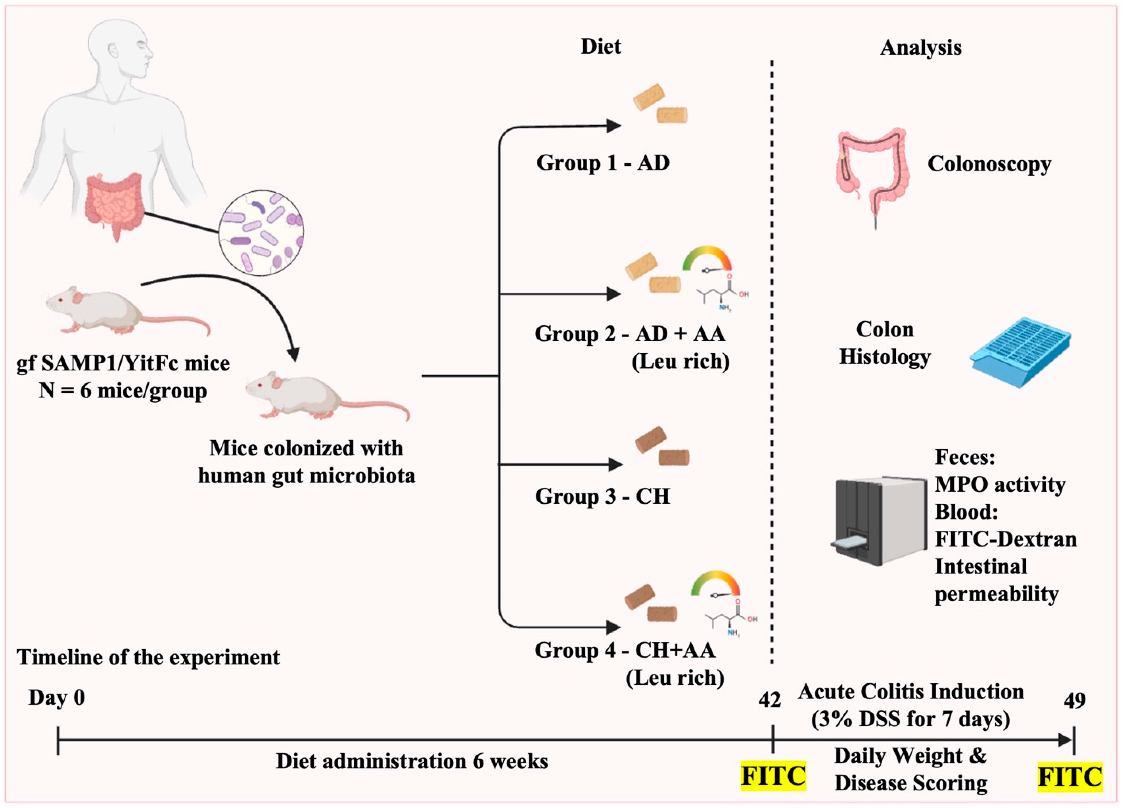 Leucine-Enriched Diet Reduces Fecal MPO but Does Not Protect Against ...