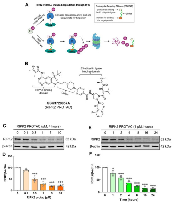 RIPK2 Is Crucial for the Microglial Inflammatory Response to Bacterial ...
