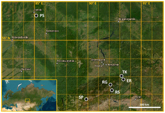 Study of the Genetic Mechanisms of Siberian Stone Pine (Pinus sibirica ...