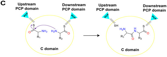 Structure, Function and Engineering of the Nonribosomal Peptide ...