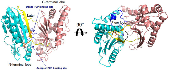 Structure, Function and Engineering of the Nonribosomal Peptide ...