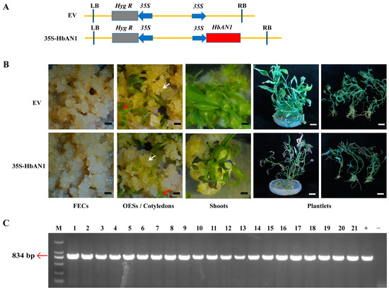 An Anthocyanin-Based Visual Reporter System for Genetic Transformation ...