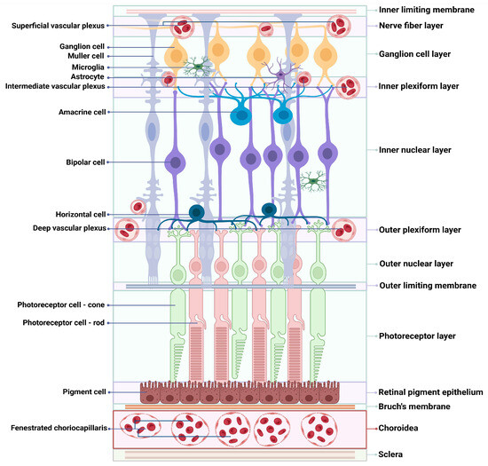 Molecular and Cellular Mechanisms Involved in the Pathophysiology of ...