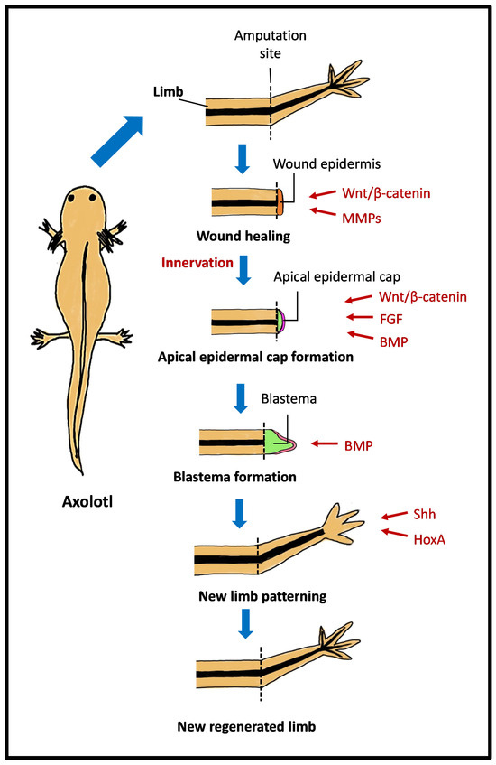 Nature’s Secret Neuro-Regeneration Pathway in Axolotls, Polychaetes and ...