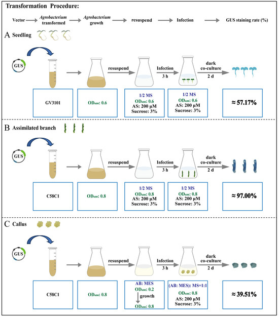 Establishment of Agrobacterium-Mediated Transient Transformation System ...