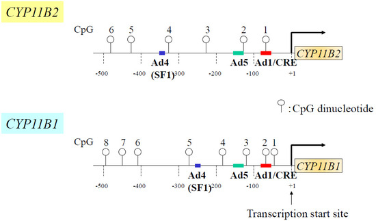 Epigenomic Alterations of the Human CYP11B Gene in Adrenal Zonation