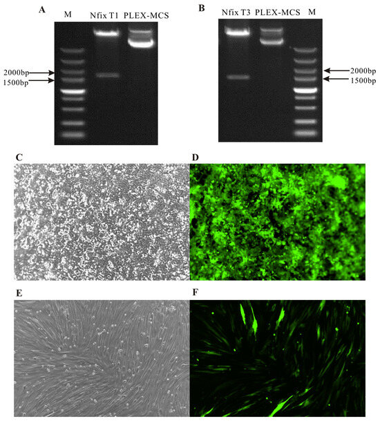 Regulatory Role of Nfix Gene in Sheep Skeletal Muscle Cell Development ...