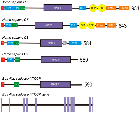 Evidence of a Lytic Pathway in an Invertebrate Complement System ...