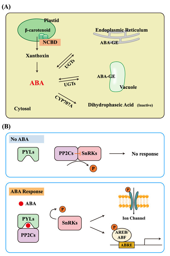 From Regulation to Application: The Role of Abscisic Acid in Seed and ...