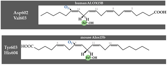 Structural and Functional Biology of Mammalian ALOX Isoforms with ...
