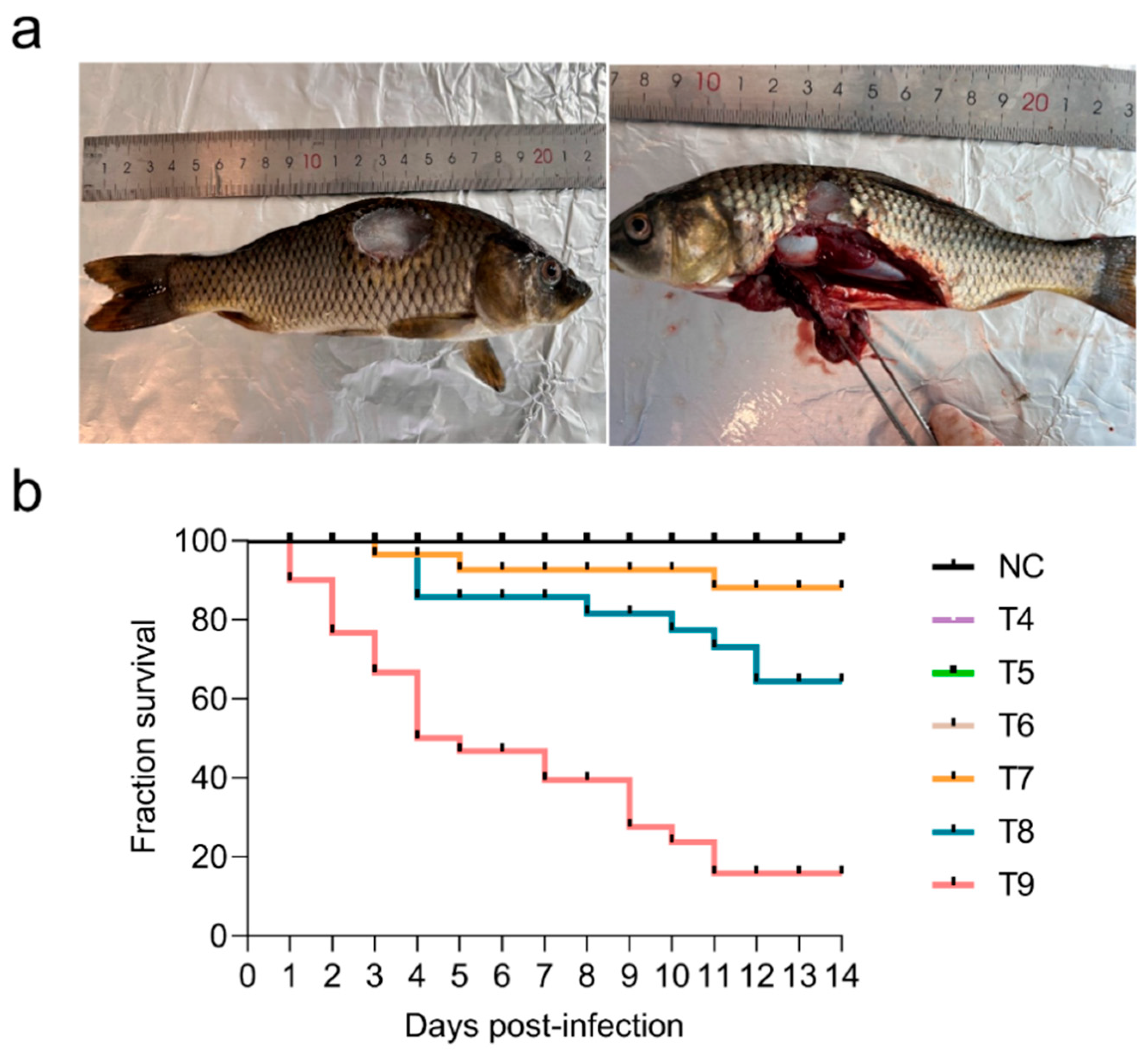 Immune Response and Transcriptome Analysis of the Head Kidney to ...