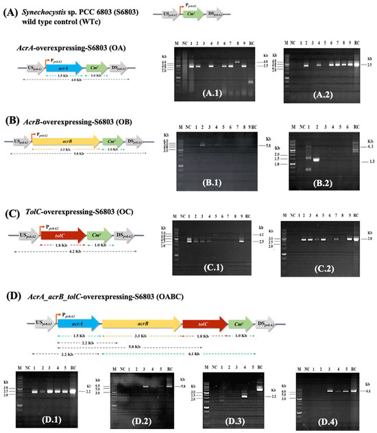 Triple-Gene Overexpression of the AcrA-AcrB-TolC Transporter System in ...