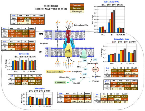 Triple-Gene Overexpression of the AcrA-AcrB-TolC Transporter System in ...