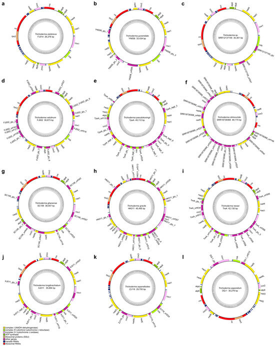 Assembly, Annotation, and Comparative Analysis of Mitochondrial Genomes in Trichoderma