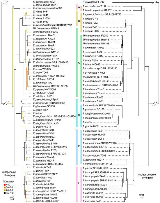 Assembly, Annotation, and Comparative Analysis of Mitochondrial Genomes in Trichoderma