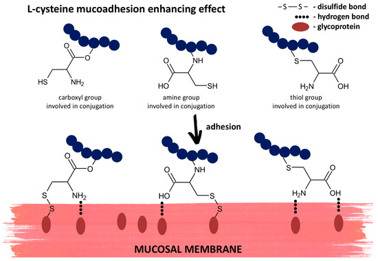 Cysteine Conjugation: An Approach to Obtain Polymers with Enhanced Muco ...